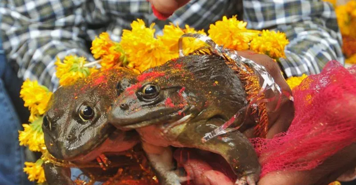 16 Bizarre Animal Superstitions From Around the World (That People ...