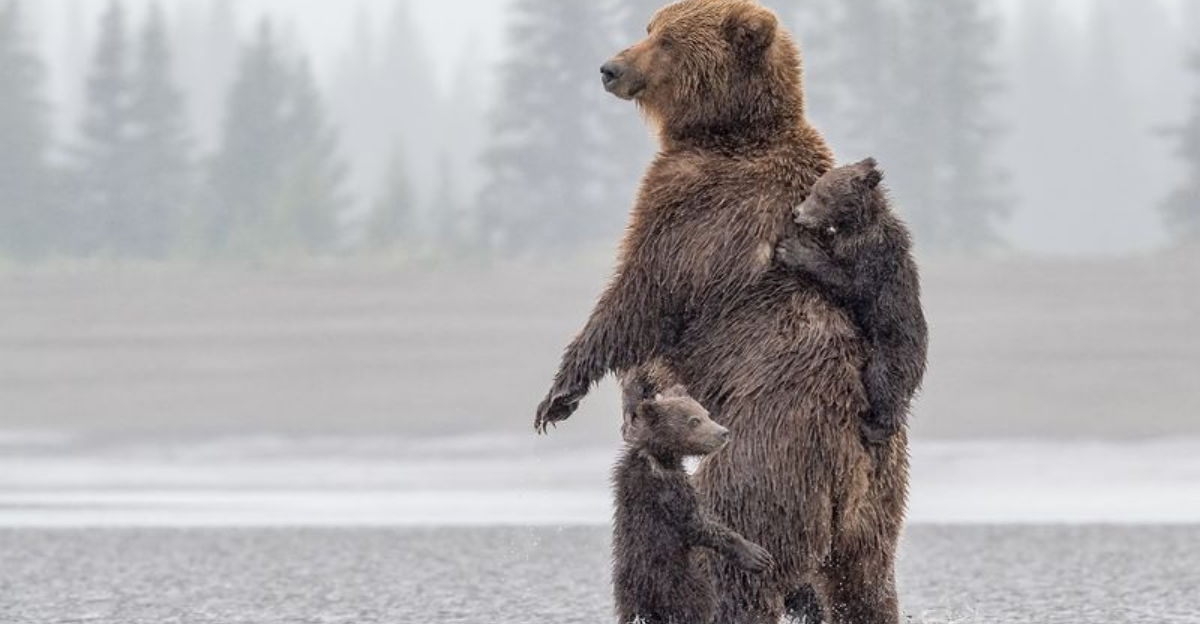 16 Fun Facts About Bears That Might Surprise Even Experienced Park ...