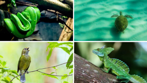 16 Incredible Green Animals That Prove Evolution Has a Wild Side ...