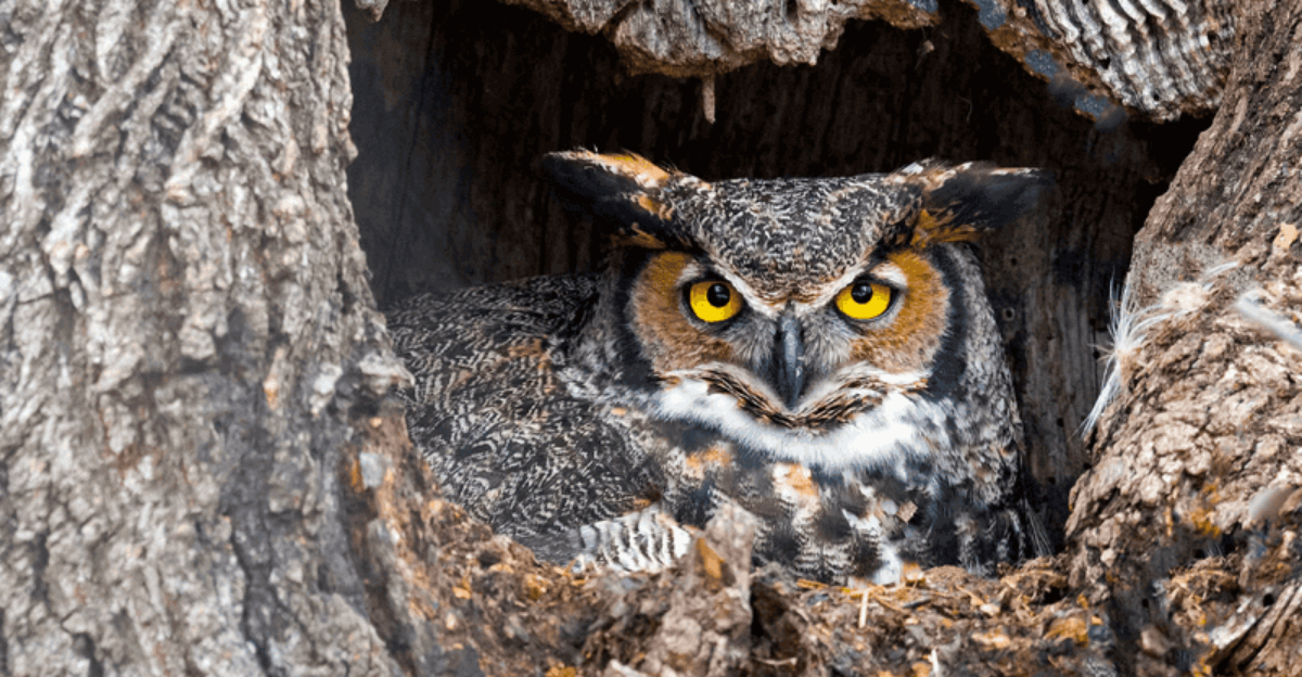 16 Must-See Animals of the Deep South That Locals Consider Lucky (or ...