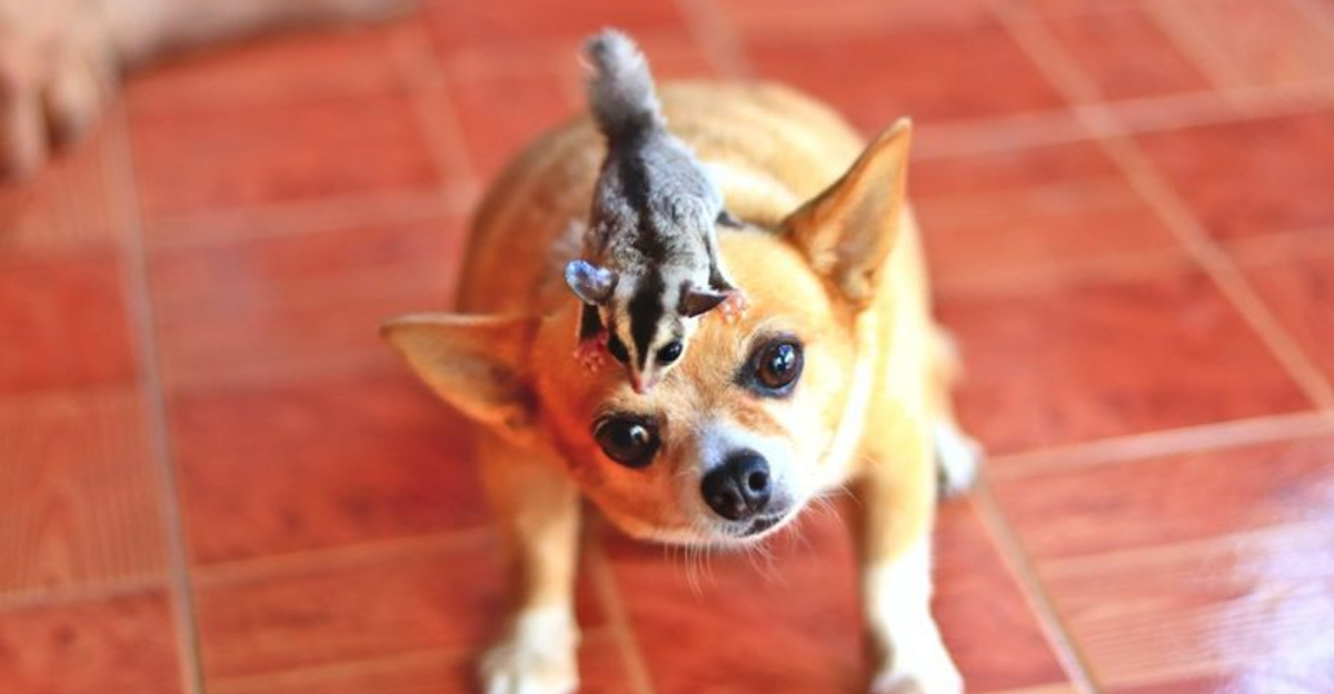 16 Pets That Could Spell Trouble If There’s Already a Dog at Home ...