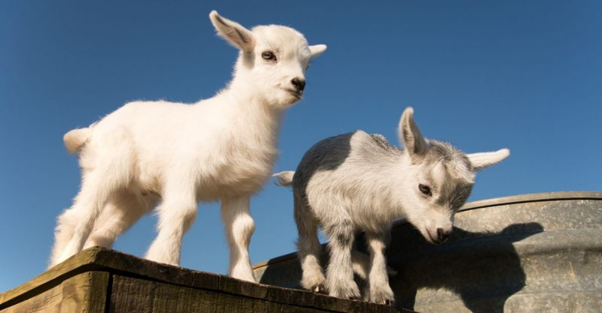 16 Reasons Why Miniature Goats Are the Unexpectedly Perfect Farm Pet ...
