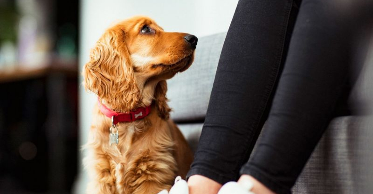 16 Signs Your Dog Is Trying to Comfort You During Hard Times ...