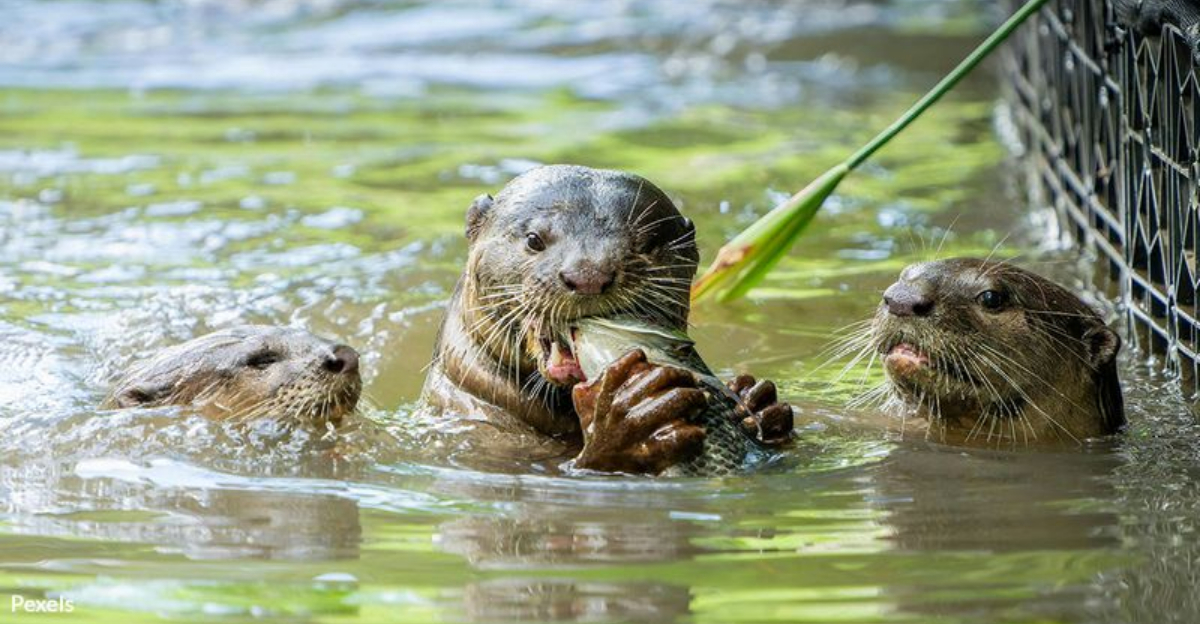 16 States Where Otters Are Making a Comeback in Rivers and Streams ...