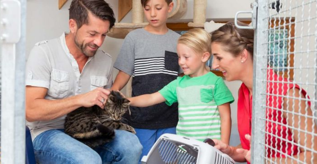 16 Tips to Make Choosing the Right Cat for Your Family Easier ...