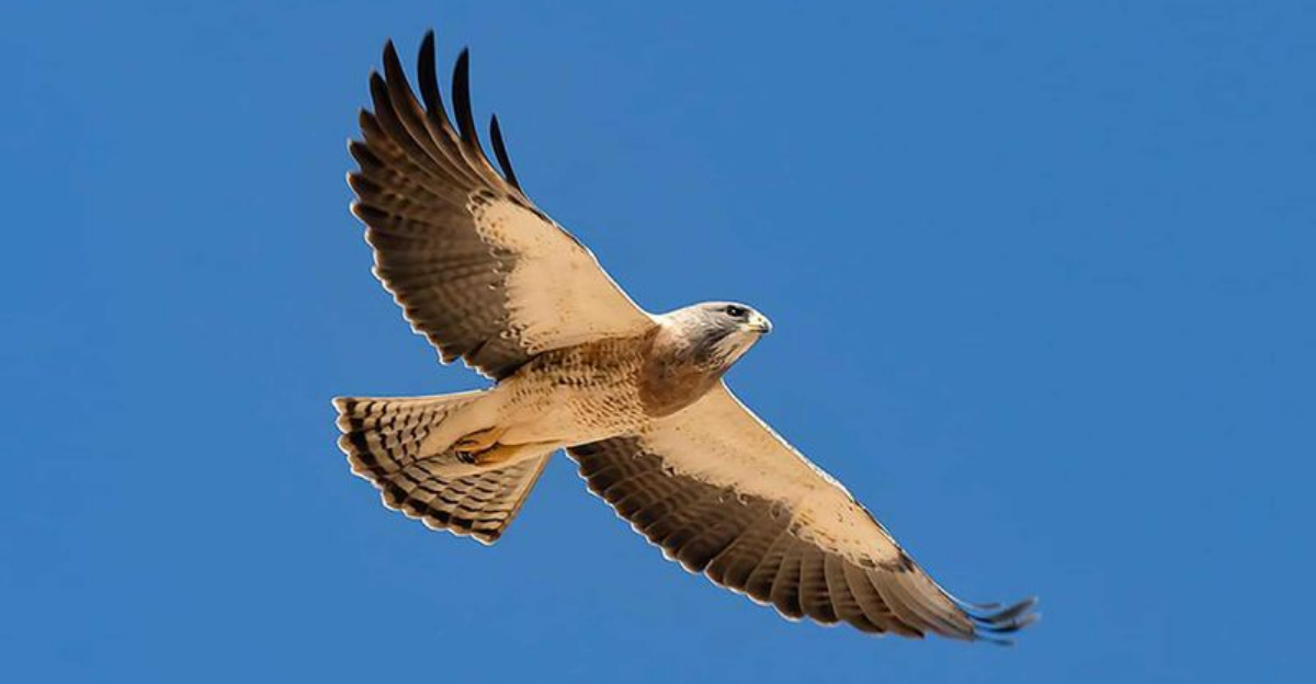 17 Dominant Raptors That Rule the Skies Above America - Exploring Animals