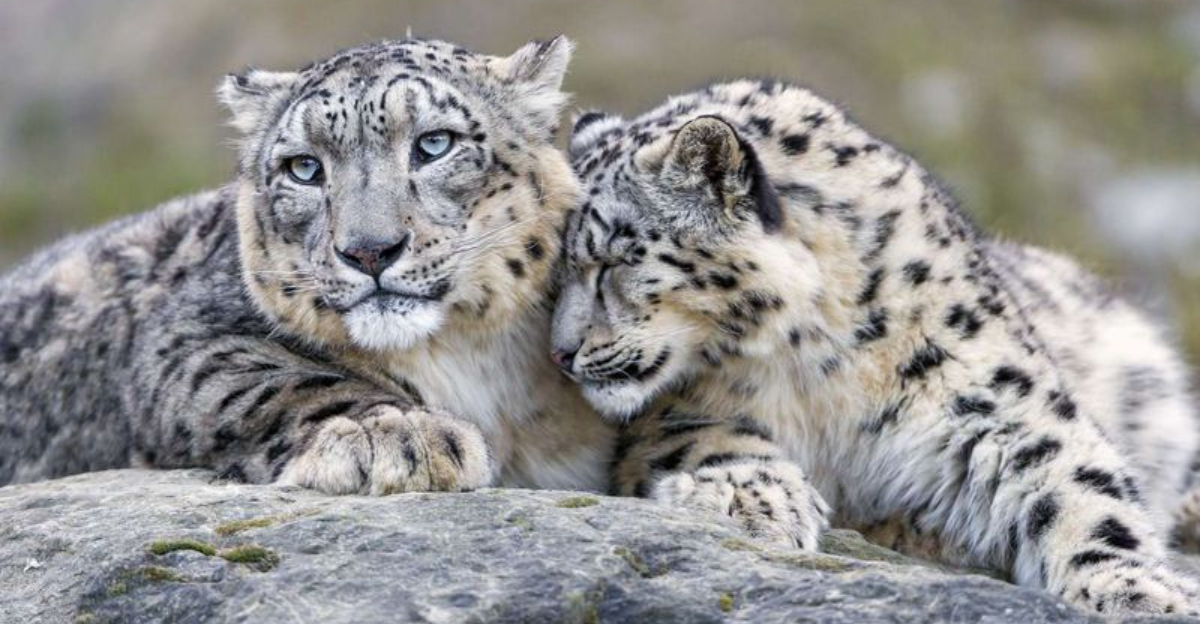 17 Rare Wildlife Species You’ll Want to See—Because Your Grandchildren ...