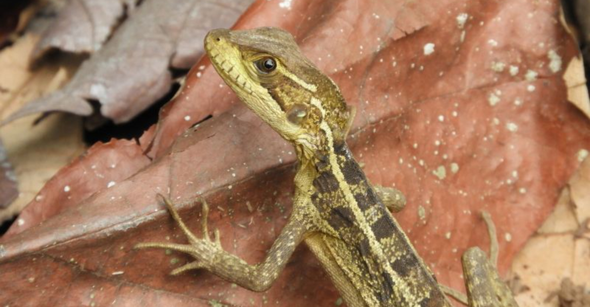 17 Reptiles That Protect Your Garden From Pests—How to Attract Them ...