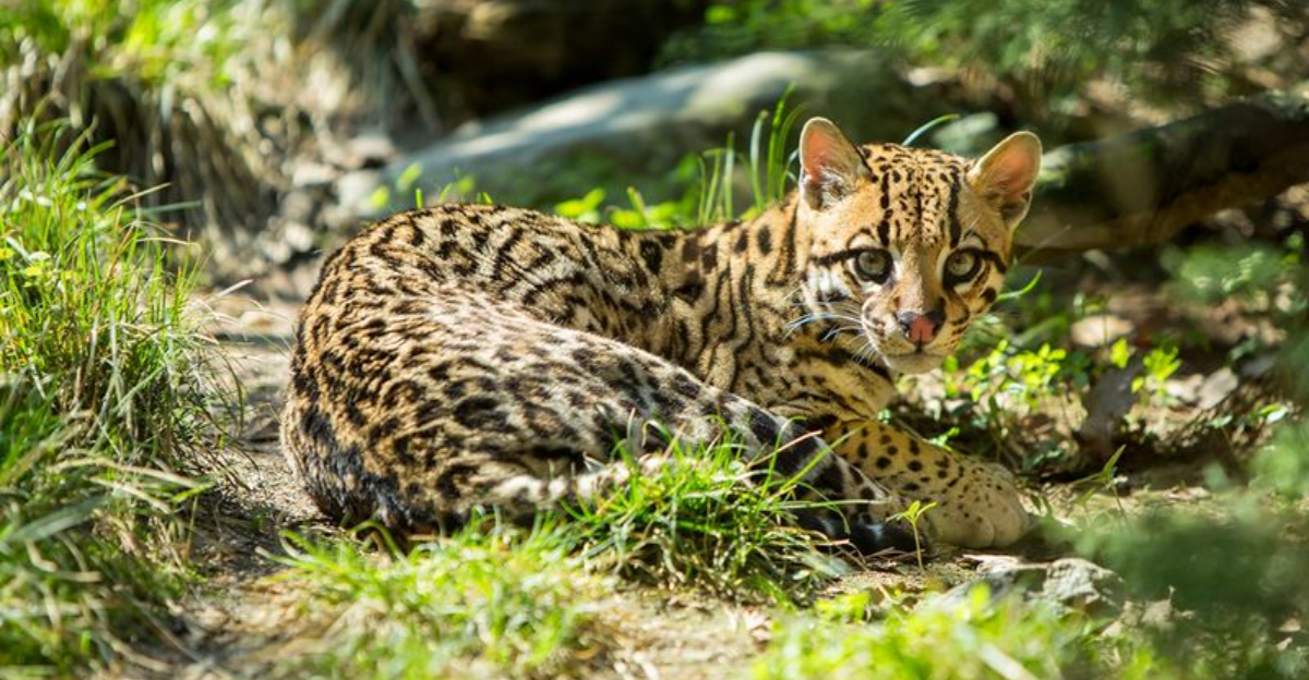 18 Animals Native to American Forests That Children Today Will Never ...