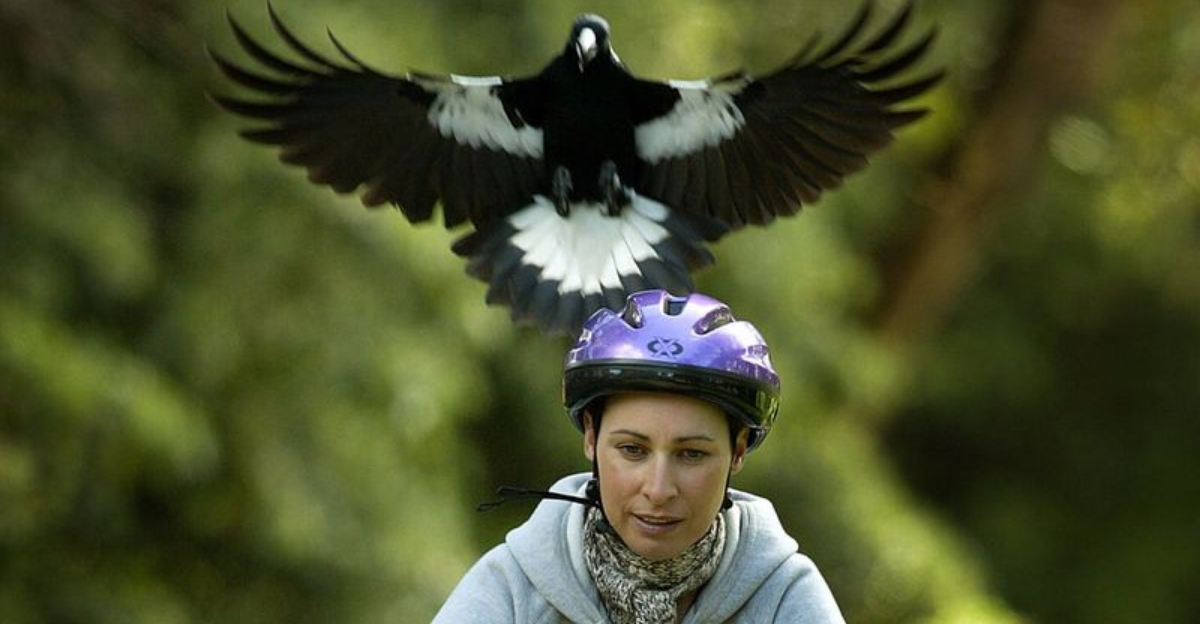 18 Bird Species That Can Recognize Individual Human Faces (And Remember ...