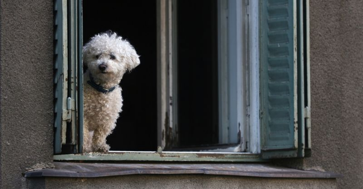 18 Breeds That Suffer the Most From Separation Anxiety - Exploring Animals