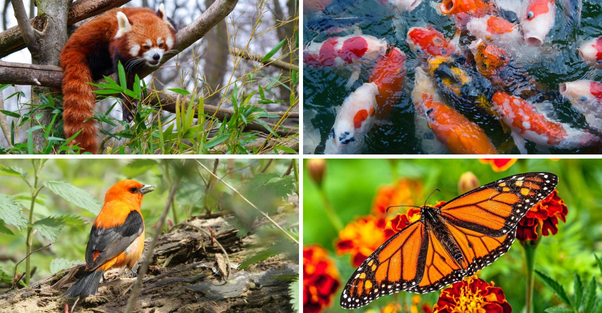 18 Brilliant Orange Animals That Look Like Living Fire - Exploring Animals