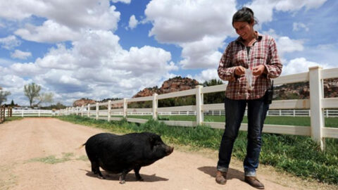19 Adorable Farm Animals That Make Surprisingly Great Pets for Country ...