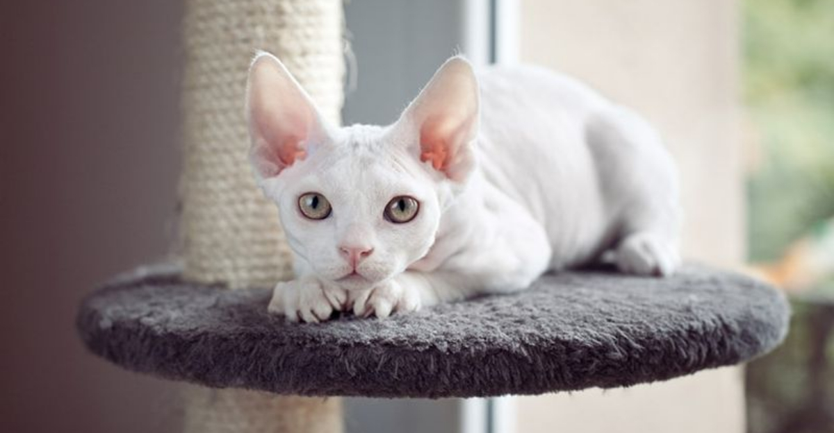 19 Cat Breeds That Actually Need More Attention Than Dogs (Despite ...