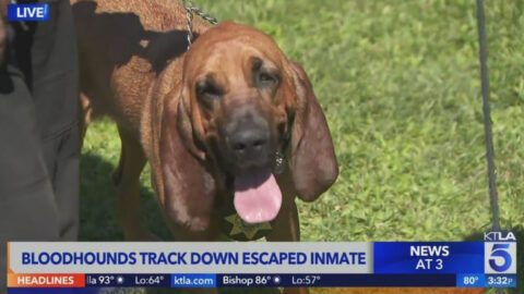 19 Dog Breeds That Excel at Search and Rescue—Even Without Formal ...