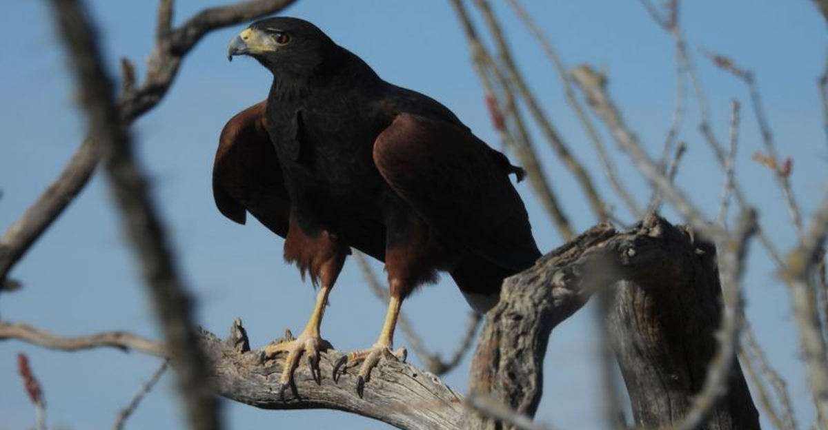 20 Fascinating Desert Animals Found in Saguaro National Park ...