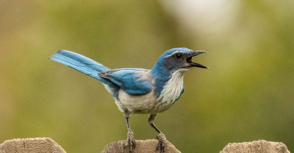20 Most Popular Birds in California You’re Likely to Spot Year-Round ...