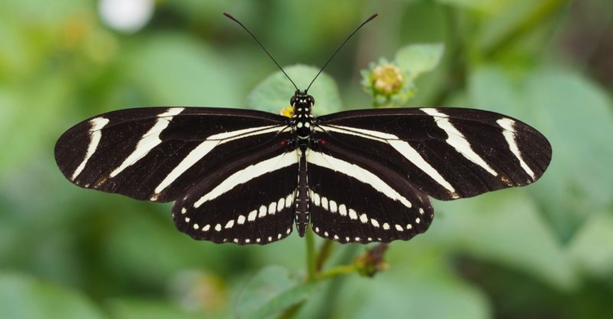 20 of the Most Beautiful Moths in the World - Exploring Animals