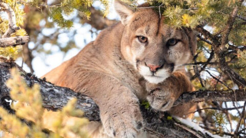 21 American Wildlife Encounters That Can Turn Dangerous Fast ...
