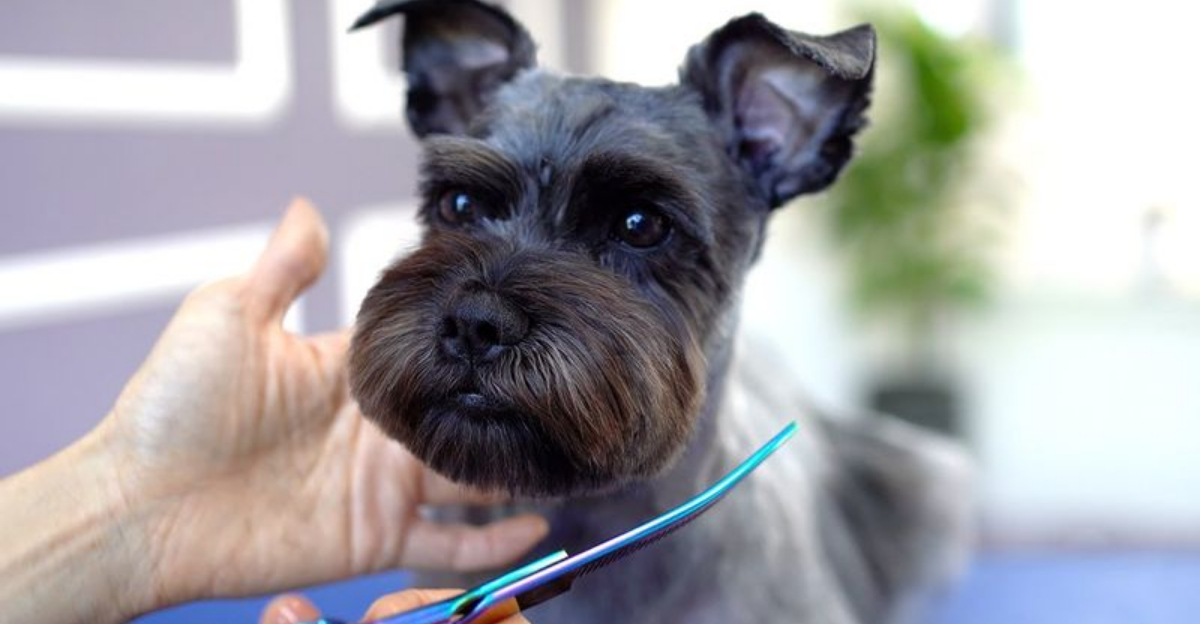 21 Breeds That Are a Dream for Dog Grooming Lovers - Exploring Animals