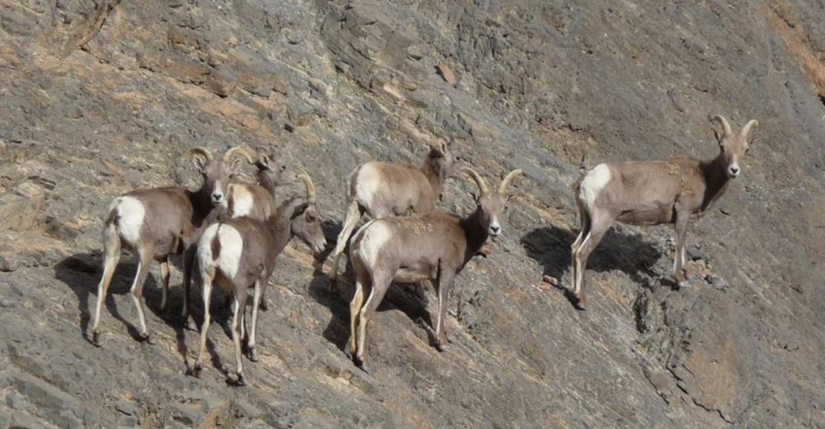 21 Wild Animals You Might Spot in Death Valley National Park (If You ...