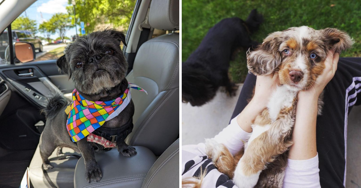 22 Mixed-Breed Dogs Who Love Their Humans The Most - Exploring Animals