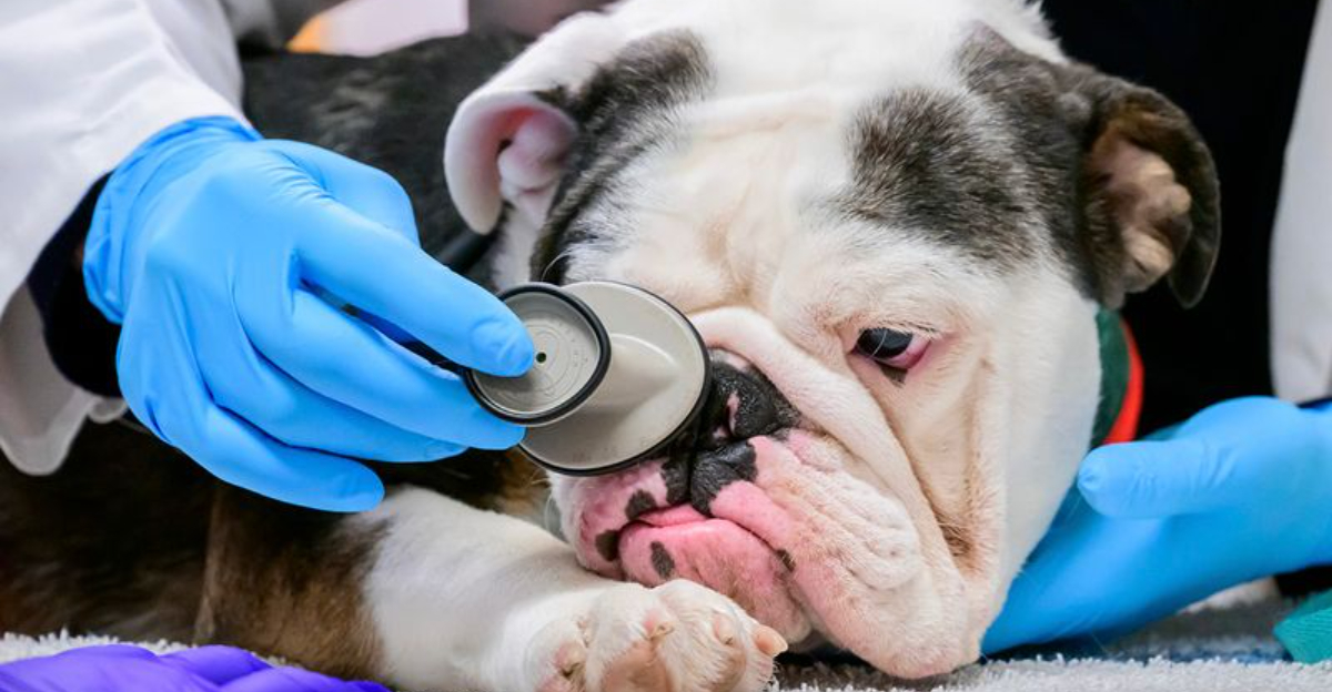 7 Serious Health Problems Overweight Dogs Face (and 7 Gentle Exercise ...