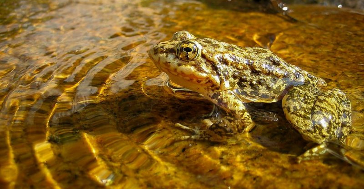 8 Amphibian Species Disappearing from American Wetlands (And 8 That Are ...