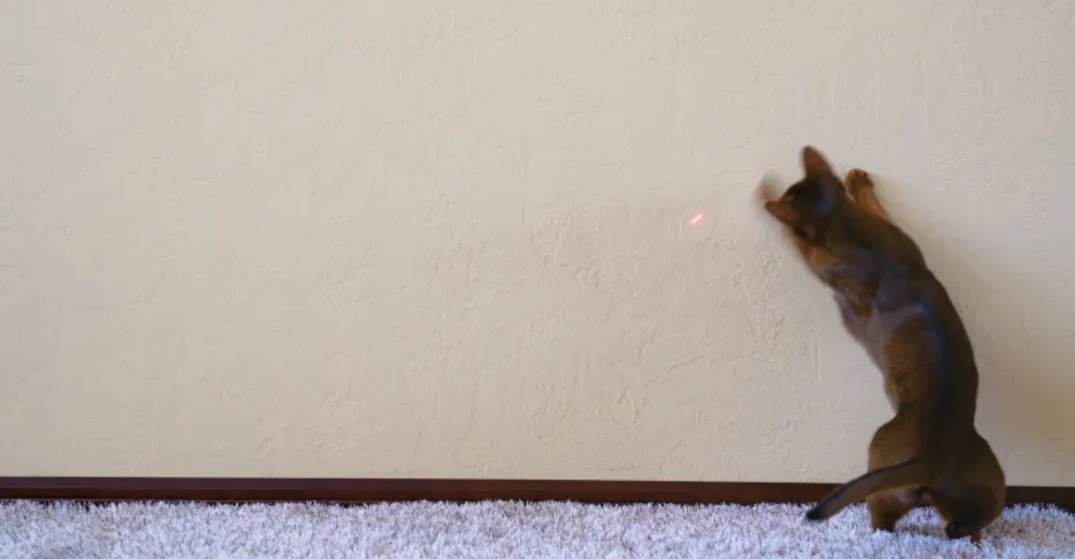 8 Cats That Can’t Say No to a Laser Pointer (And 8 That Are Far Too ...