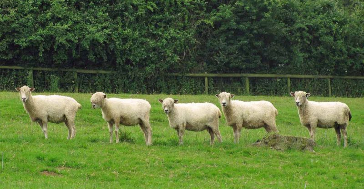 8 Farm Animals From the Past That Are Making a Comeback - Exploring Animals