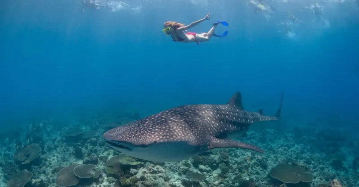 8 Shark Species Most Likely to Attack Divers (And 8 Safest Diving ...