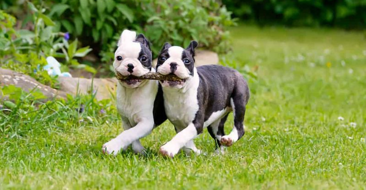 9 Dogs That Make You Laugh (And 9 That Make Grumpiness Adorable ...