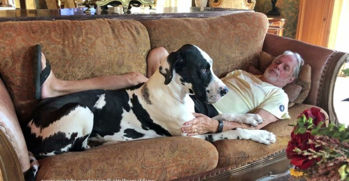 9 Giant Dogs That Act Like Lap Pups (And 9 Tiny Ones Who Truly Fit the ...