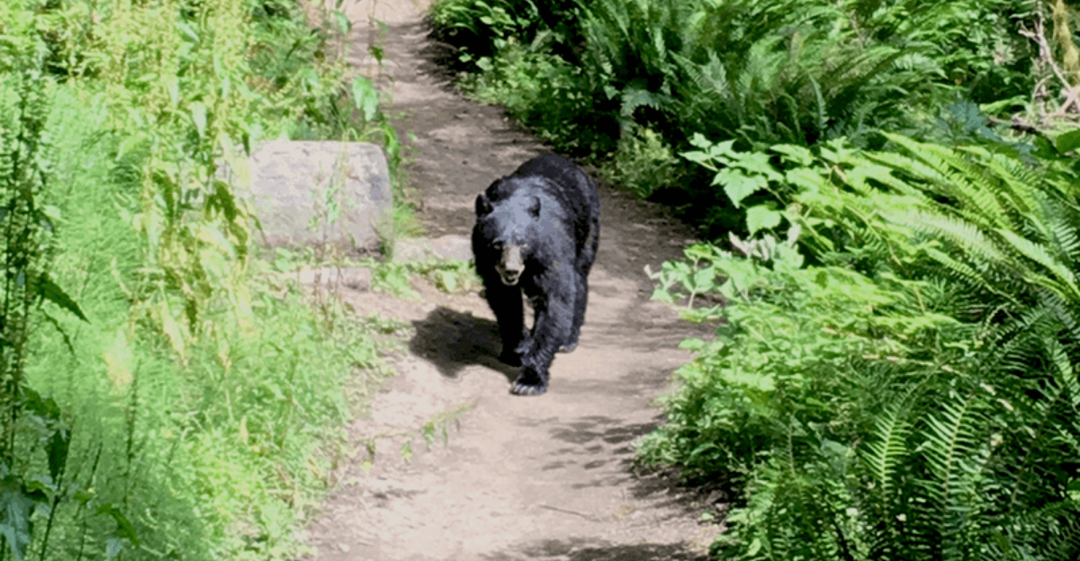 America's 20 Most Bear-Dangerous Hiking Trails Revealed by Park Rangers ...