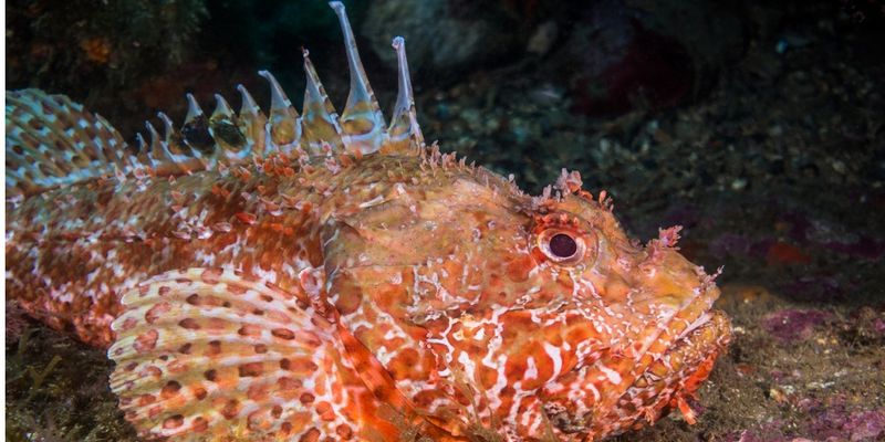 13 Life Saving Facts About Stonefish Stings You Shouldn t Ignore