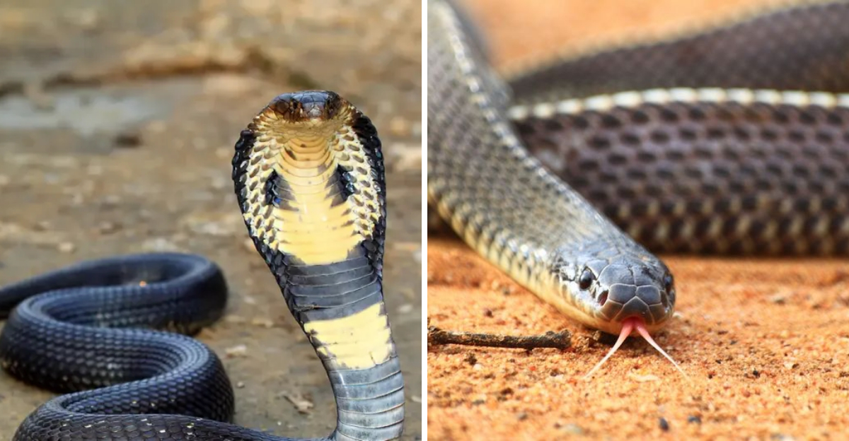 Black Mamba vs King Cobra: 16 Things That Make This Battle Legendary - Exploring Animals