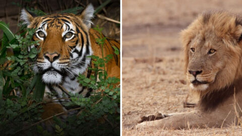 Lion vs Tiger: 15 Fierce Facts That Reveal Who’s Really King ...