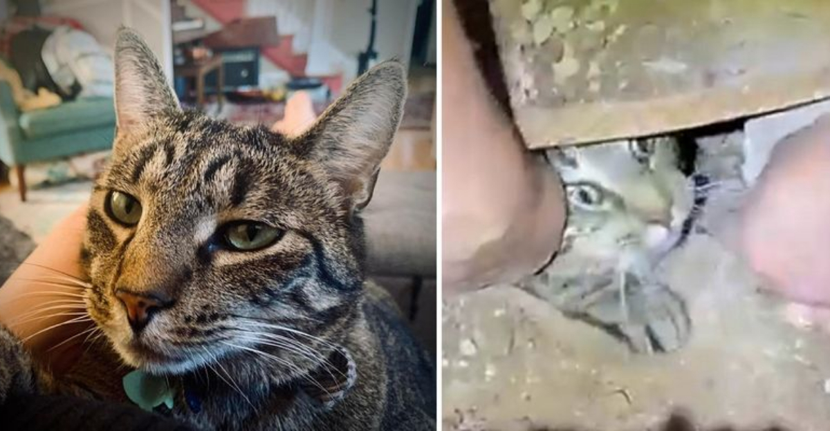 Lost and Found: Unbelievable Pet Reunions That Actually Happened ...