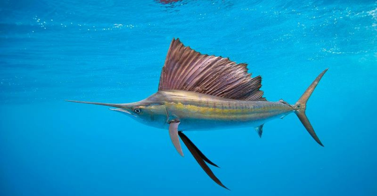 Ocean Animals That Perfectly Match Each Zodiac Sign - Exploring Animals