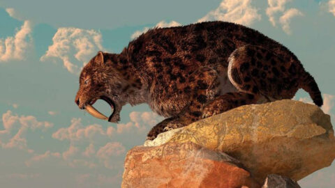 Saber-Tooth Tiger vs. Modern Tiger: 15 Facts About Nature's Ultimate ...