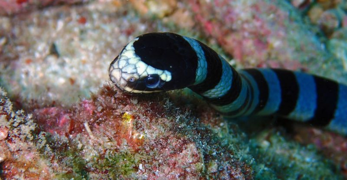 Small But Savage — 15 Tiny Marine Creatures More Dangerous Than Sharks ...