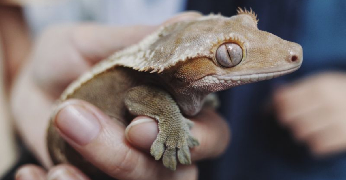 Stop Assuming These 10 Reptiles Are Harmless (These 10 Are Safer Picks) - Exploring Animals