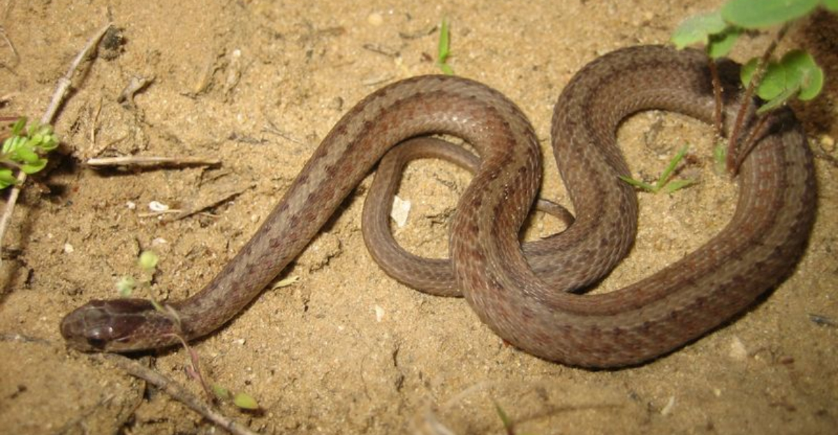Terrifying Mysteries Behind the Brown Snake’s Bite - Exploring Animals