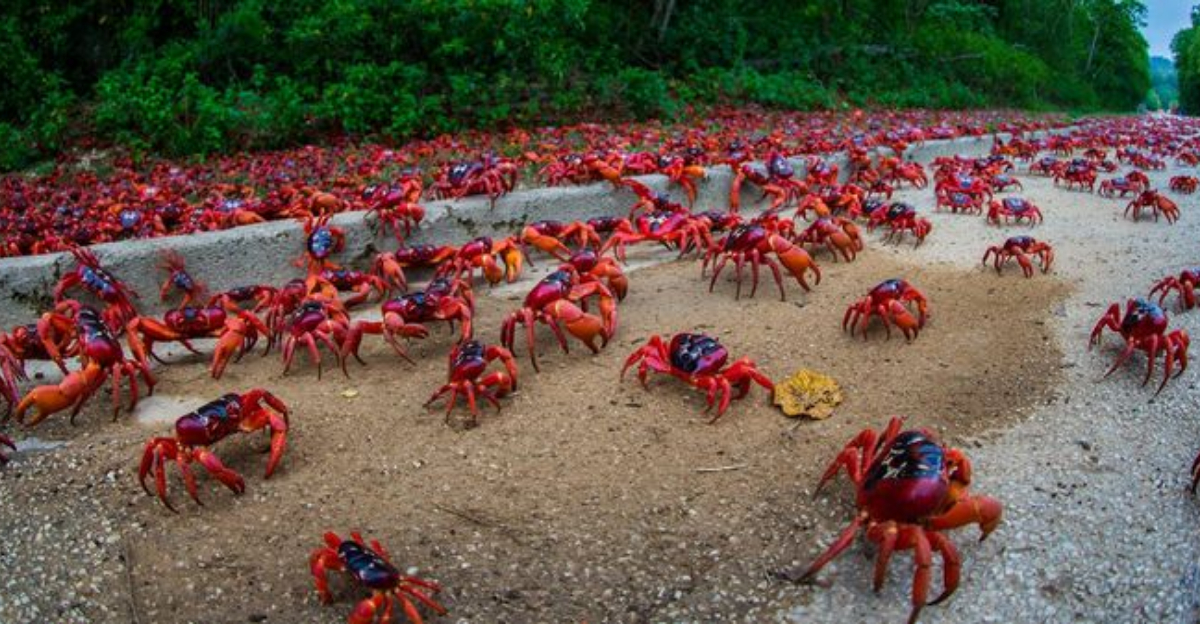 The 12 Most Mysterious Animal Migrations Still Baffling Scientists ...