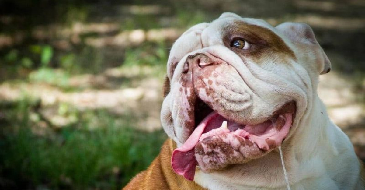 The 16 Dog Breeds That Slobber The Most - Exploring Animals