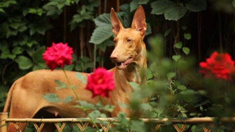 The 17 Most Primitive Dog Breeds - Exploring Animals