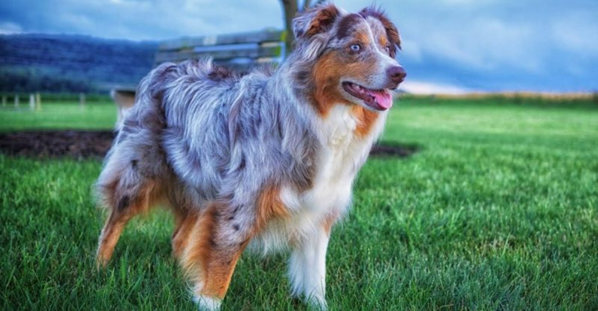 The 20 Dog Breeds Rising Fastest in Popularity This Year - Exploring ...
