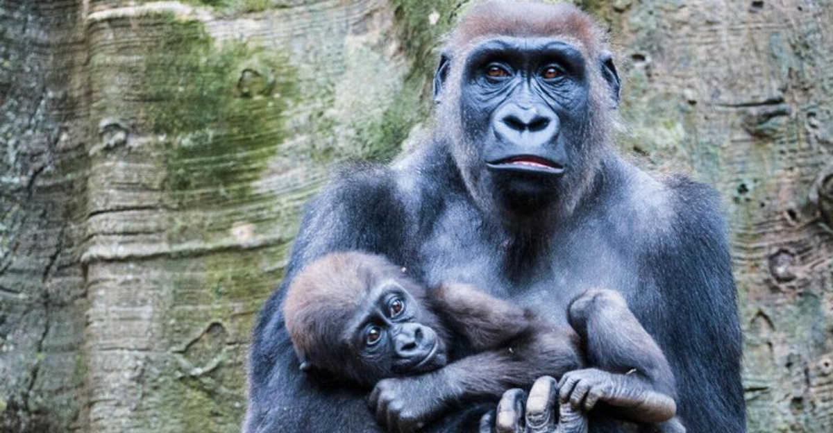 The 21 Largest Primates In The World By Weight - Exploring Animals
