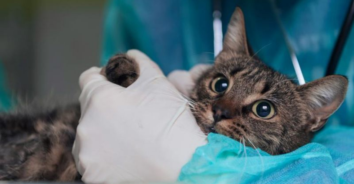The 7 Most Expensive Veterinary Emergencies in America (And 7 Simple ...