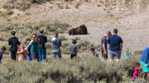 The Right Way to See Wild Animals While Hiking—And Stay Safe Doing It ...